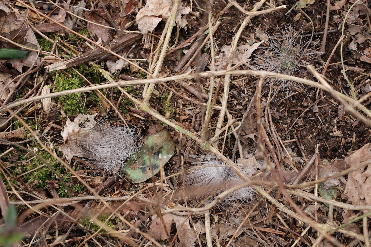 8 Ways Deer Hunters Use Maps - HuntStand