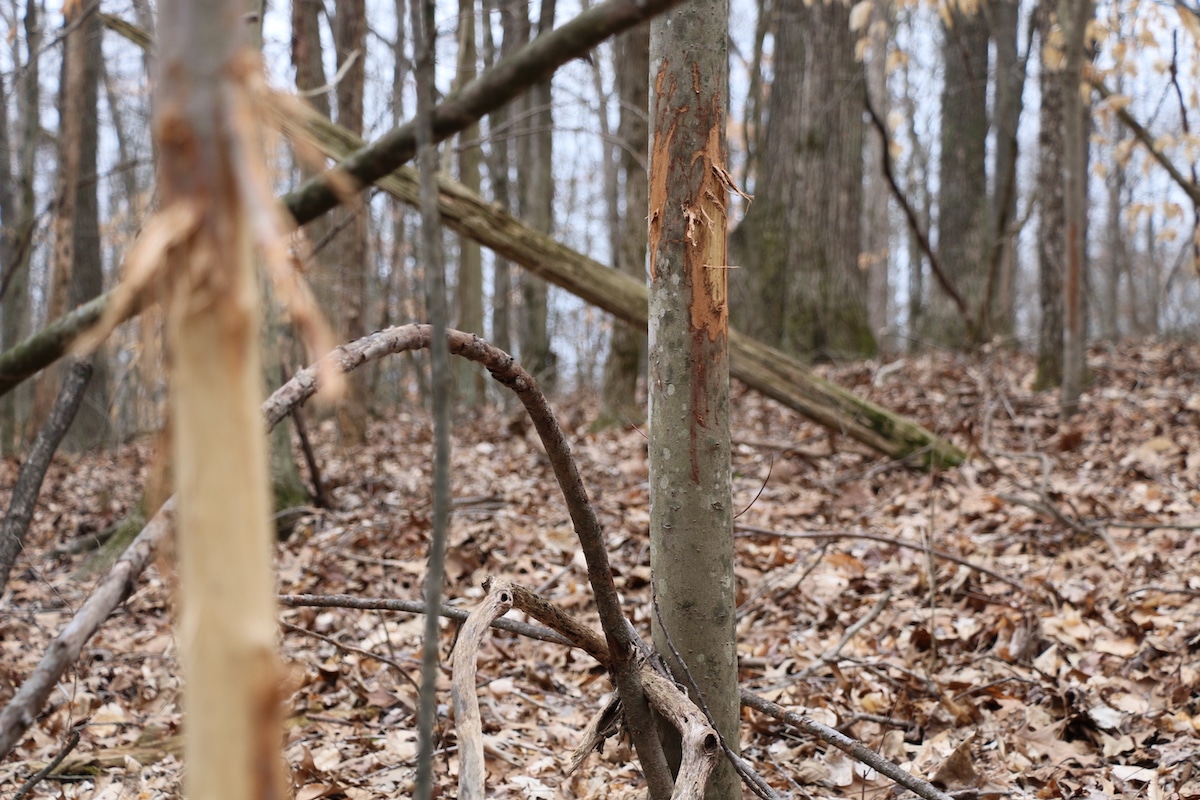 8 Ways Deer Hunters Use Maps - HuntStand