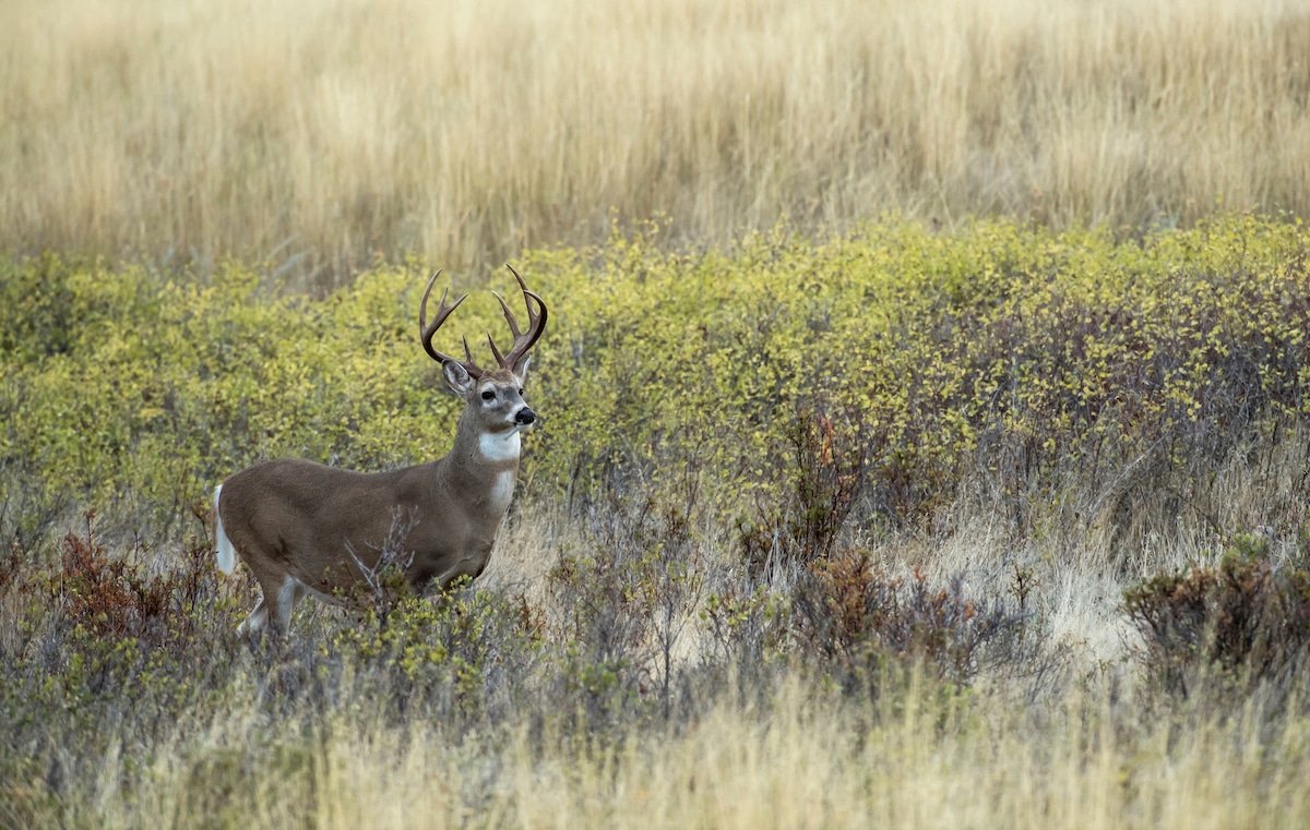 8 Ways Deer Hunters Use Maps - HuntStand
