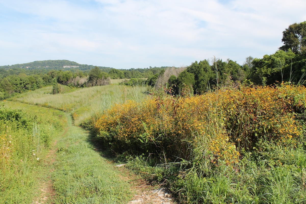 Natural Food Sources for Deer Every Hunter Should Know - HuntStand