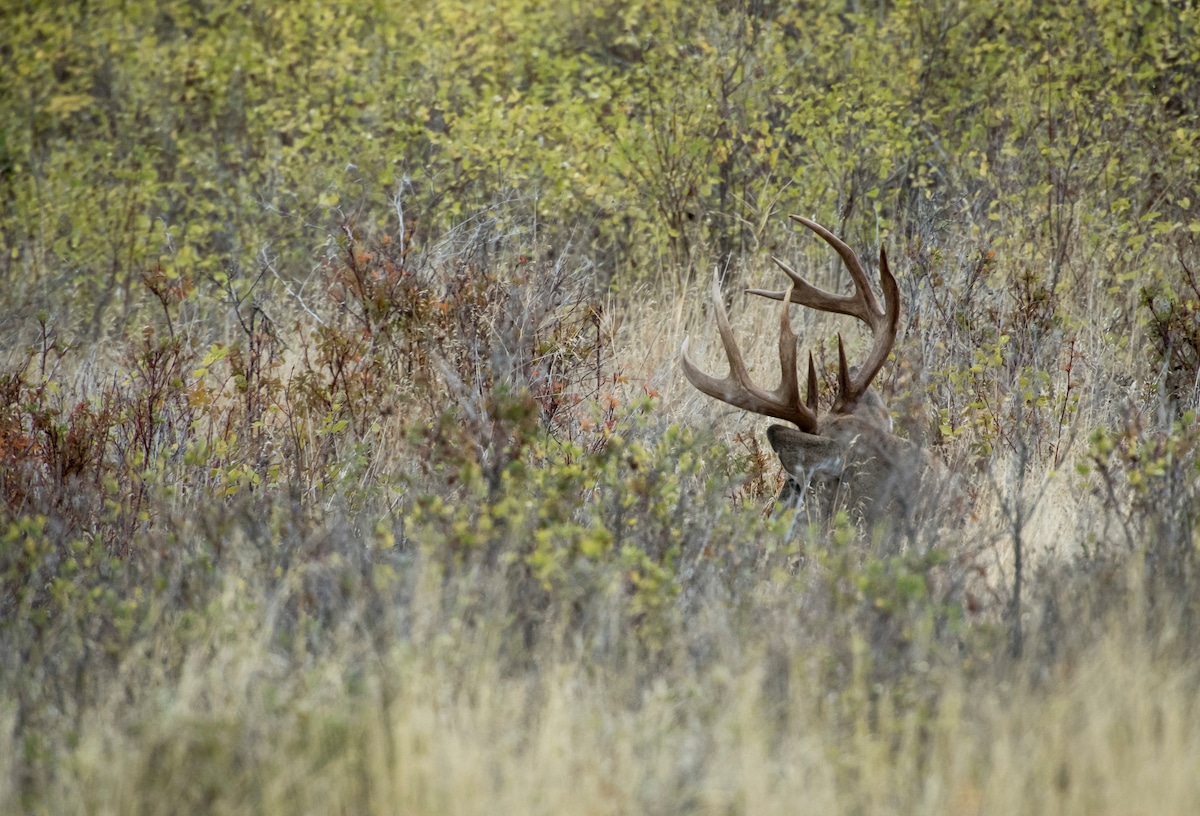 Natural Food Sources for Deer Every Hunter Should Know - HuntStand
