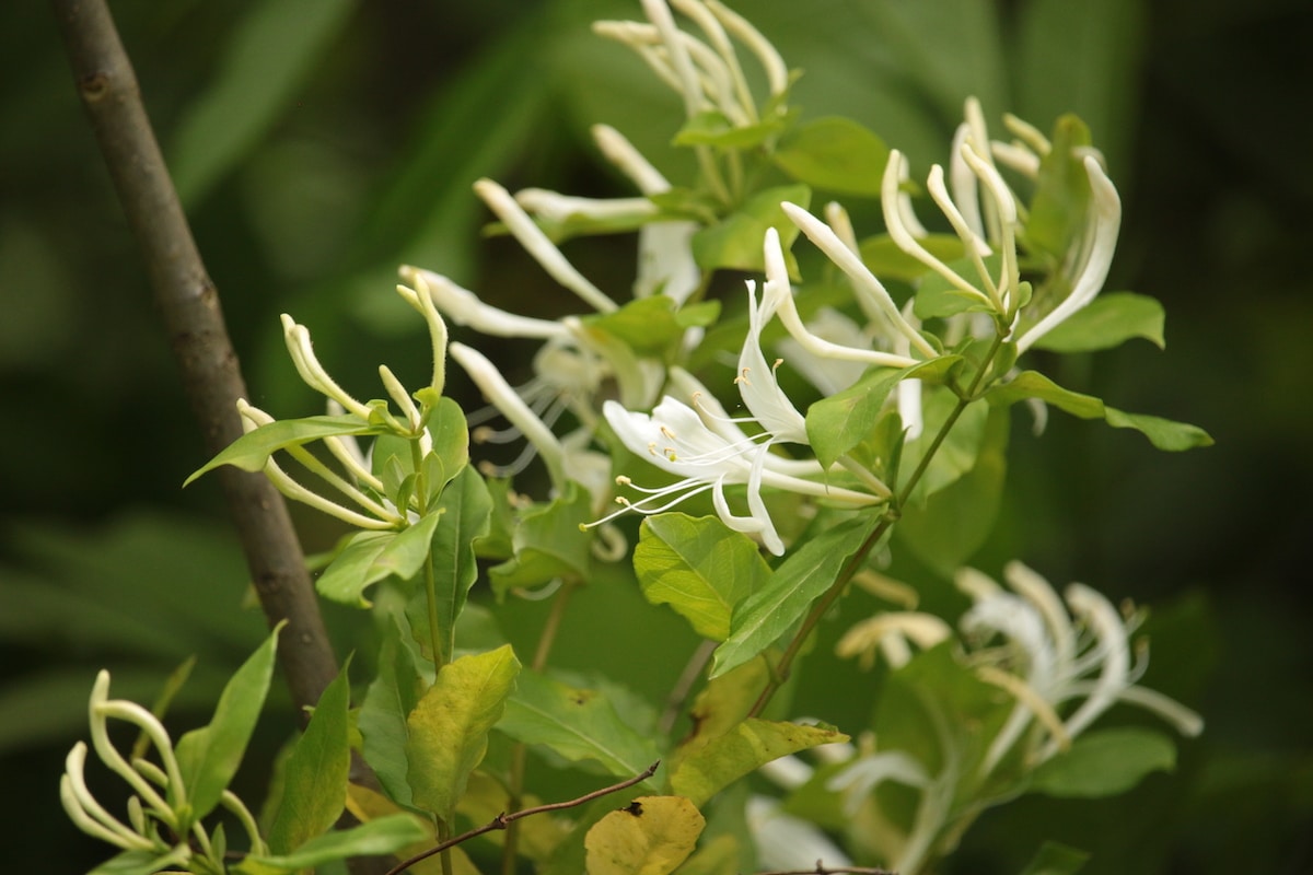 Natural Food Sources for Deer Every Hunter Should Know - HuntStand