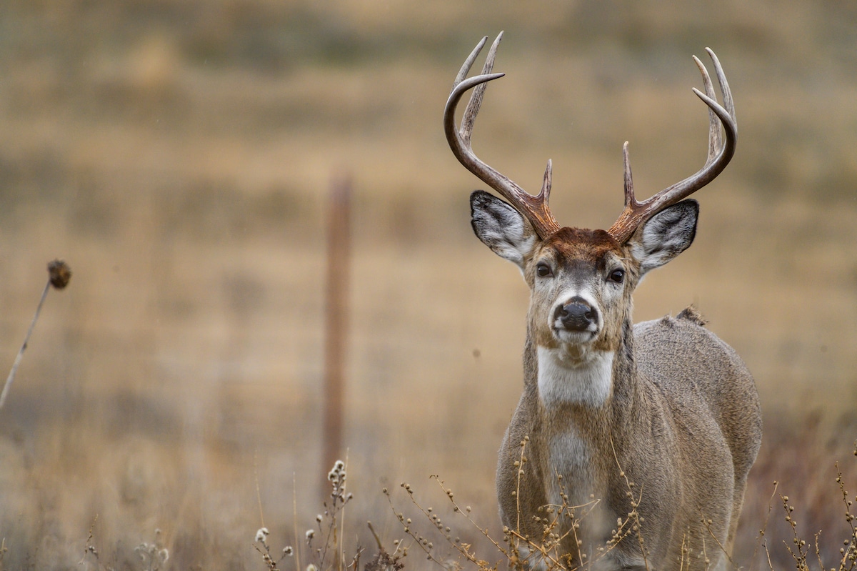 How to Hunt Your Neighbors’ Deer - HuntStand