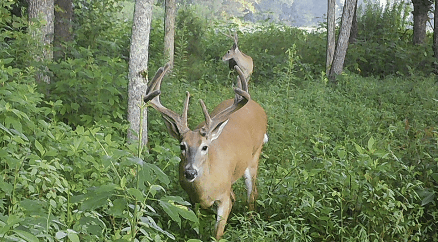 One Buck Tag to Fill? Hedge Your Bets With Multiple Game Plans