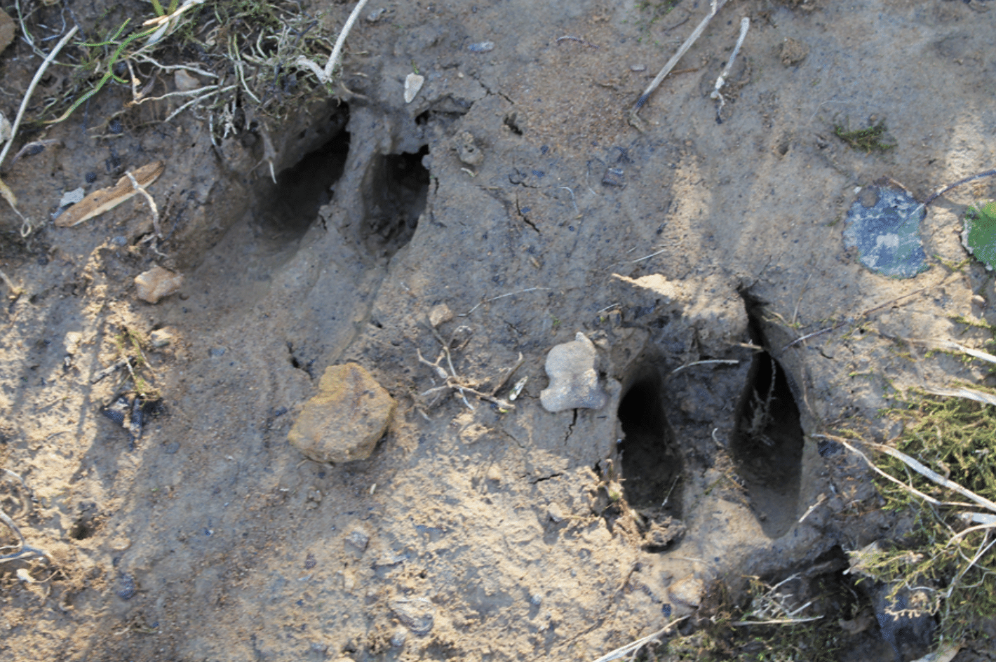 One Buck Tag to Fill? Hedge Your Bets With Multiple Game Plans