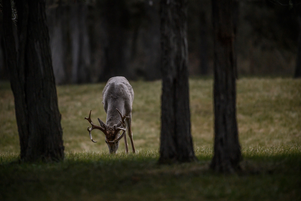 2024 Northeast Region Deer Season Forecast - HuntStand