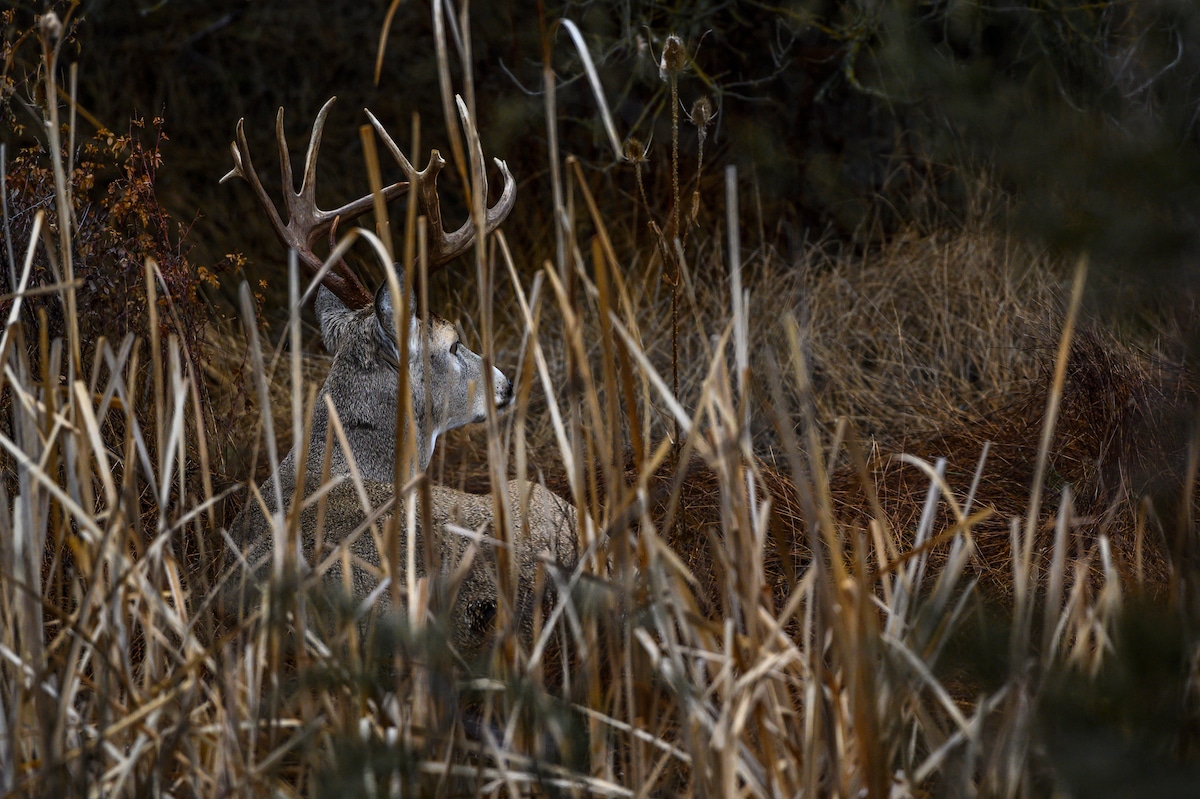 Overlooked Public Deer Hunting Hotspots: How Mature Bucks Use Water ...
