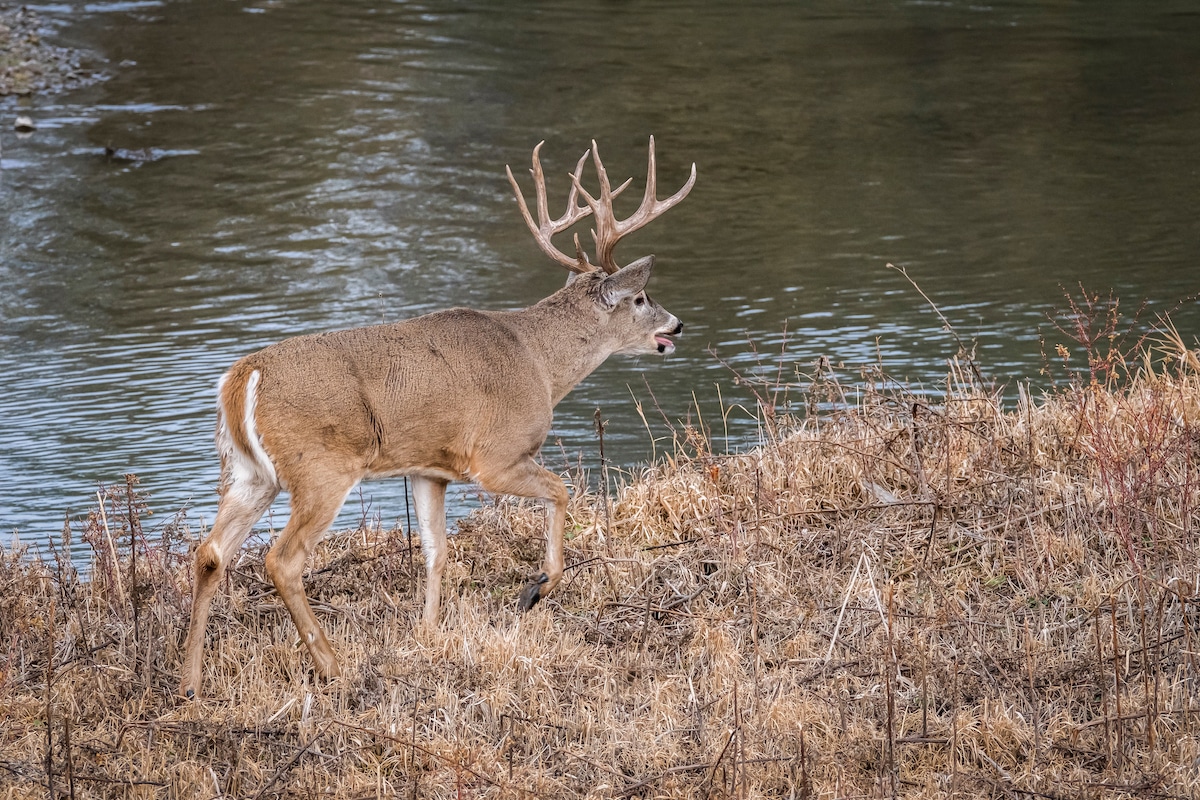 Overlooked Public Deer Hunting Hotspots: How Mature Bucks Use Water ...