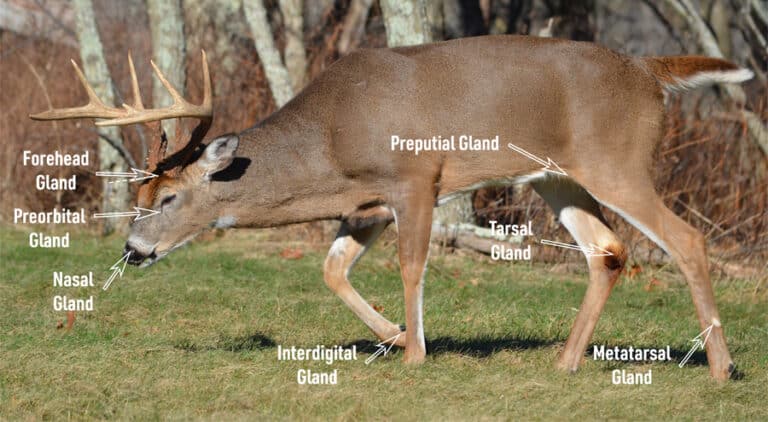 How Deer Communicate With Scent Glands - HuntStand