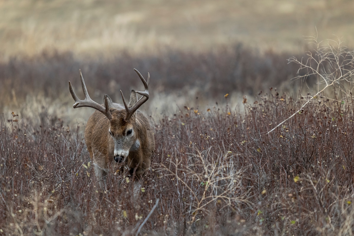 The Death Curl: How to Shoot Bucks That Circle Downwind - HuntStand