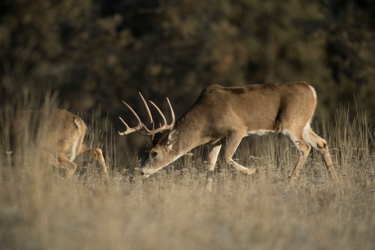 How to Hunt the Phases of the Whitetail Rut - HuntStand