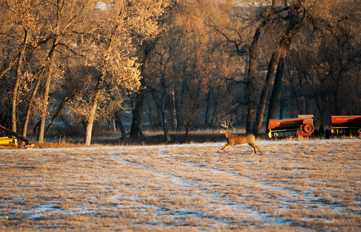 How to Hunt the Phases of the Whitetail Rut - HuntStand