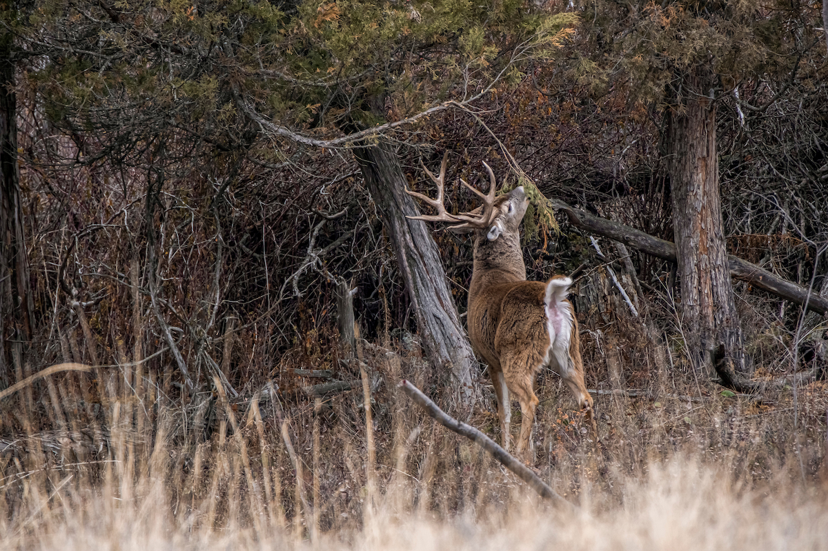 8 Advanced Scrape Hunting Tips to Know - HuntStand