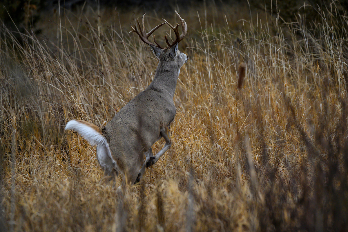 10 Steps to a Successful Deer Drive - HuntStand
