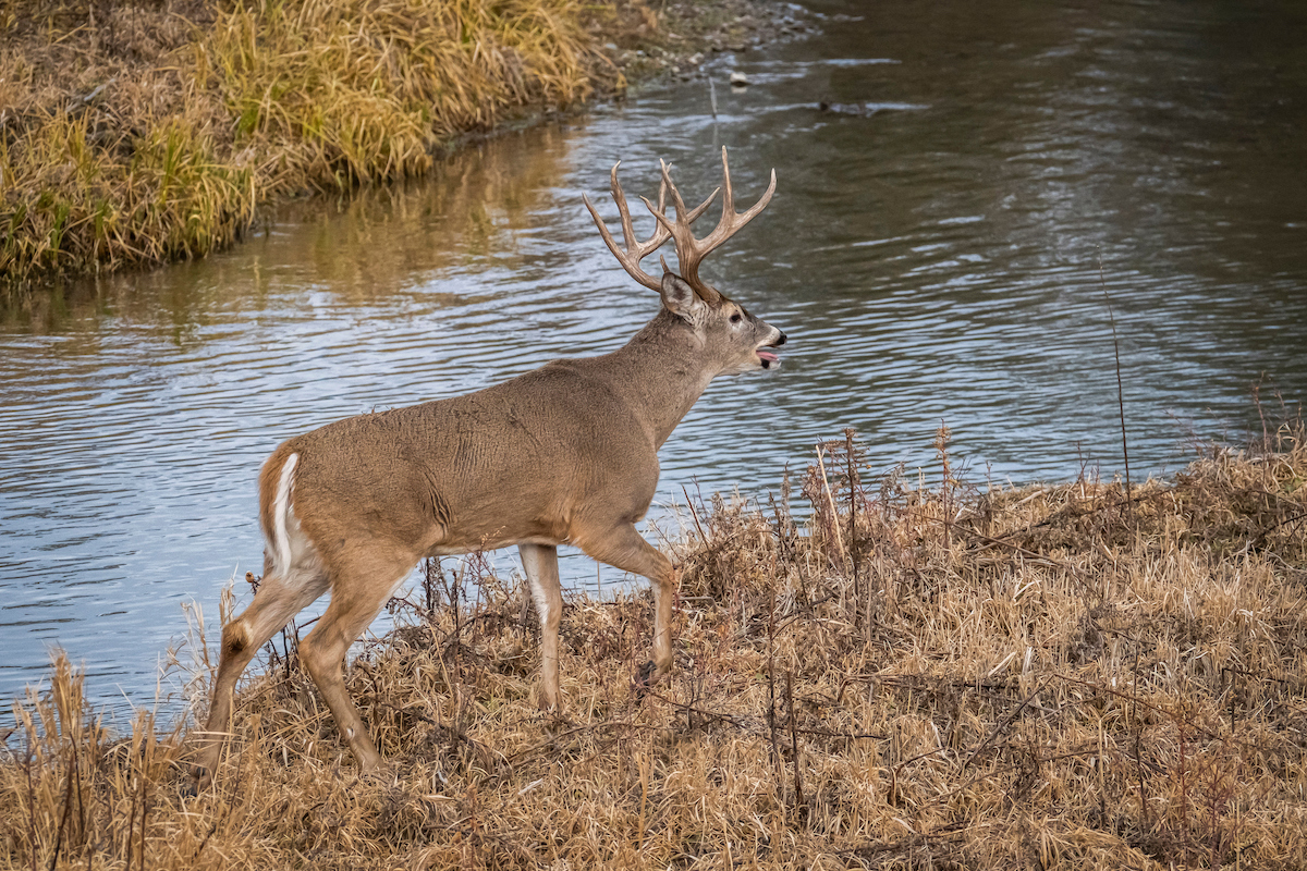 10 Steps to a Successful Deer Drive - HuntStand