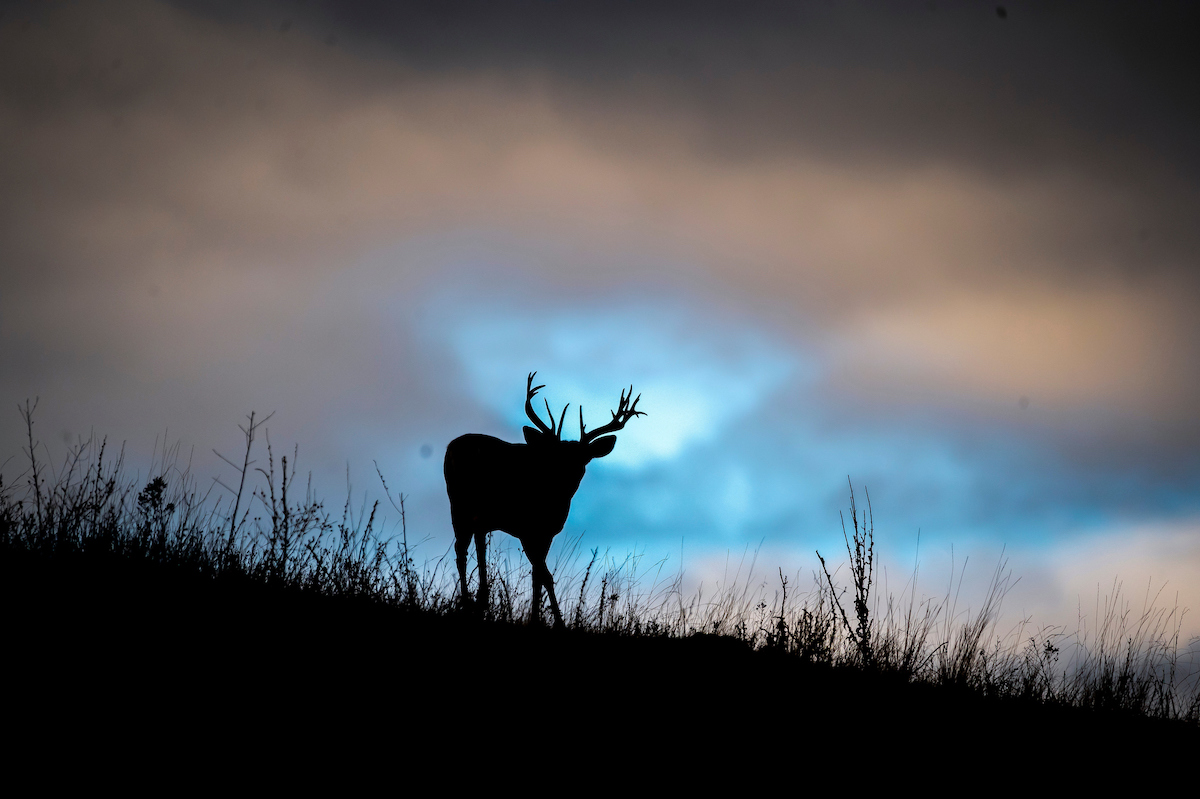 10 Steps to a Successful Deer Drive - HuntStand