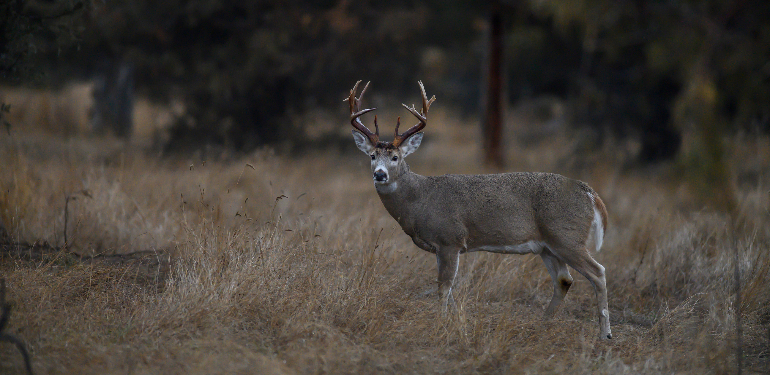 How to Manage Forests and Fields for Deer [Deer Dirt] - HuntStand