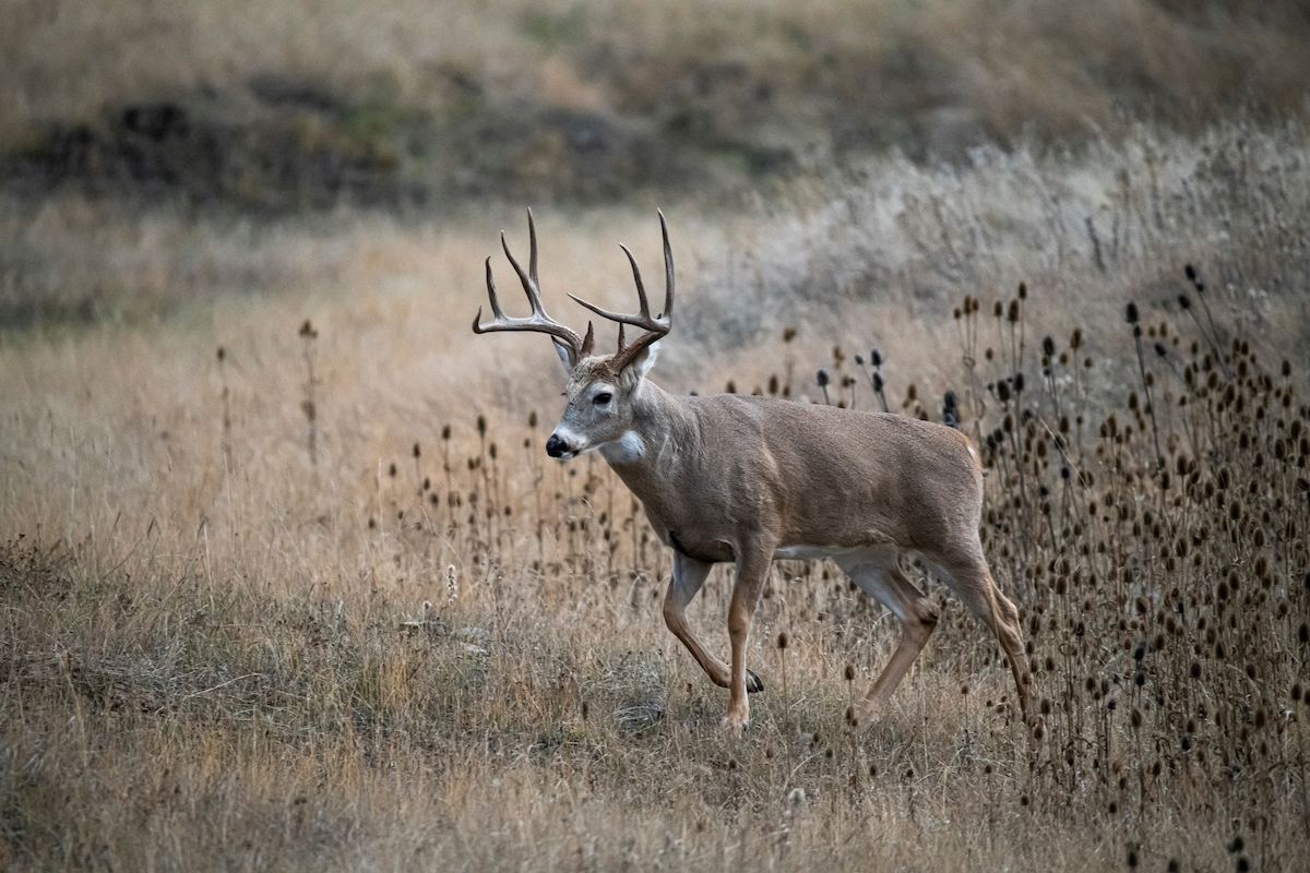 Public Land Rut Hunting Tips to Avoid Other Hunters - HuntStand