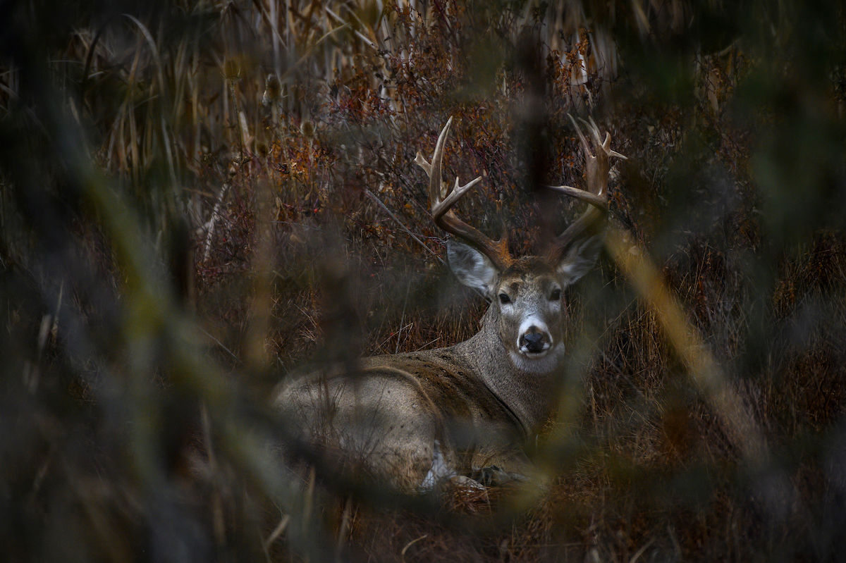 21 Tips for Still-Hunting Deer - HuntStand