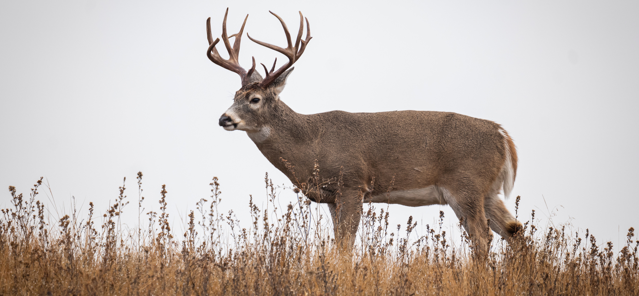 How to Deer Hunt Public Land During the Rut - HuntStand