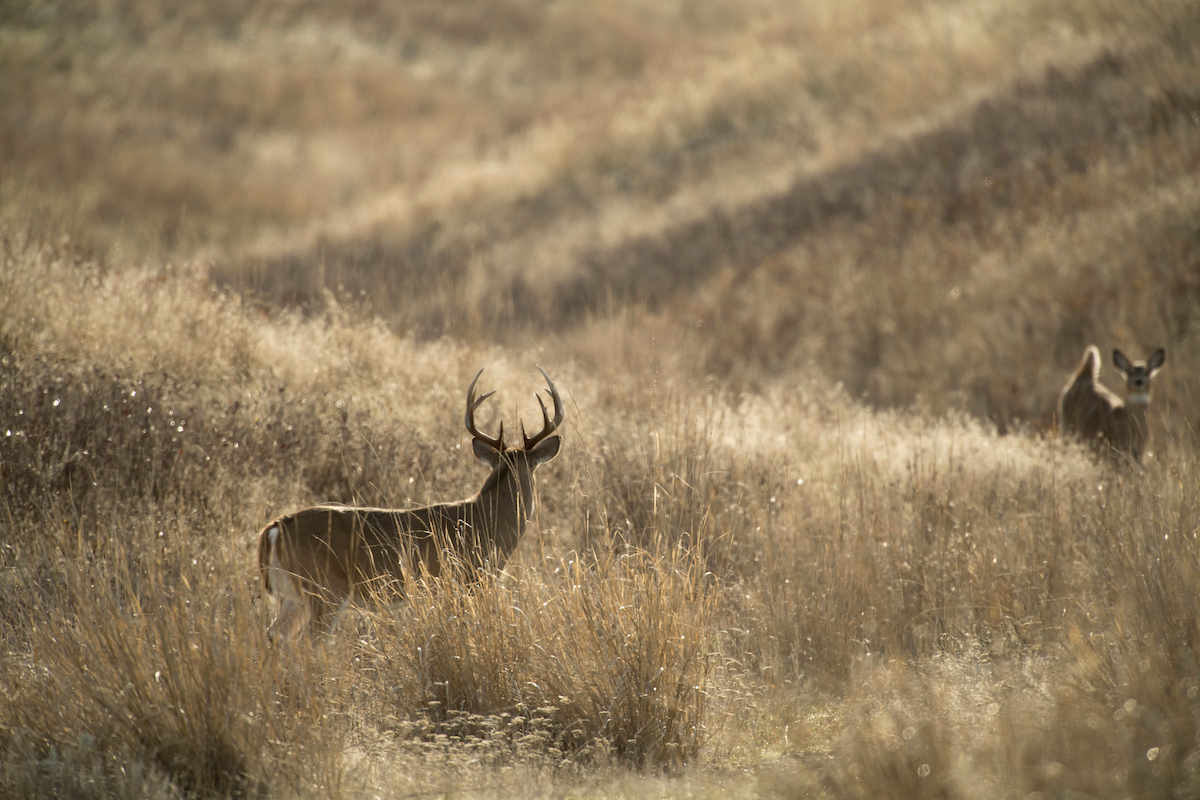 How to Deer Hunt Public Land During the Rut - HuntStand