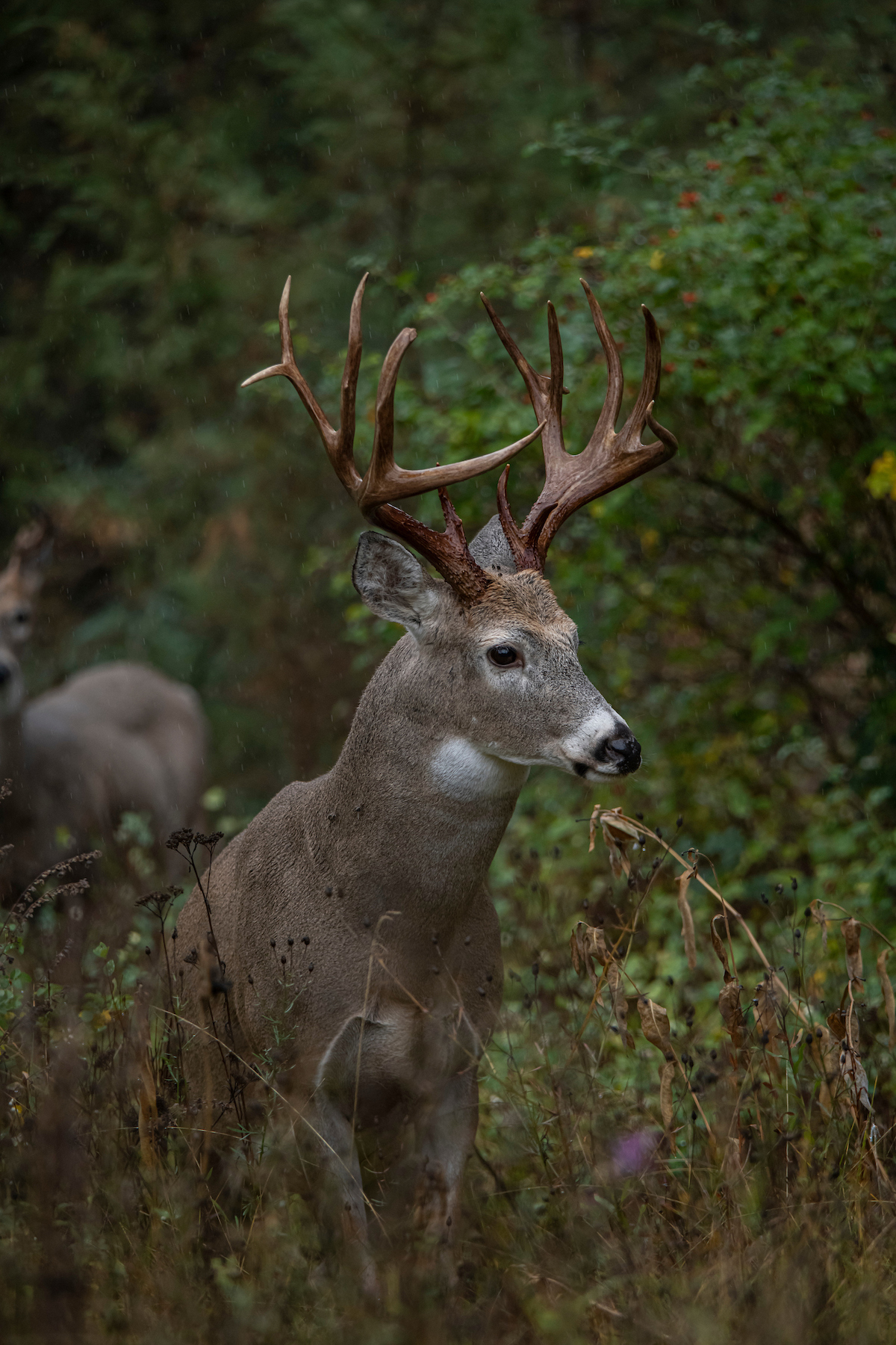 7 Ways Rutting Bucks Evade Deer Hunters