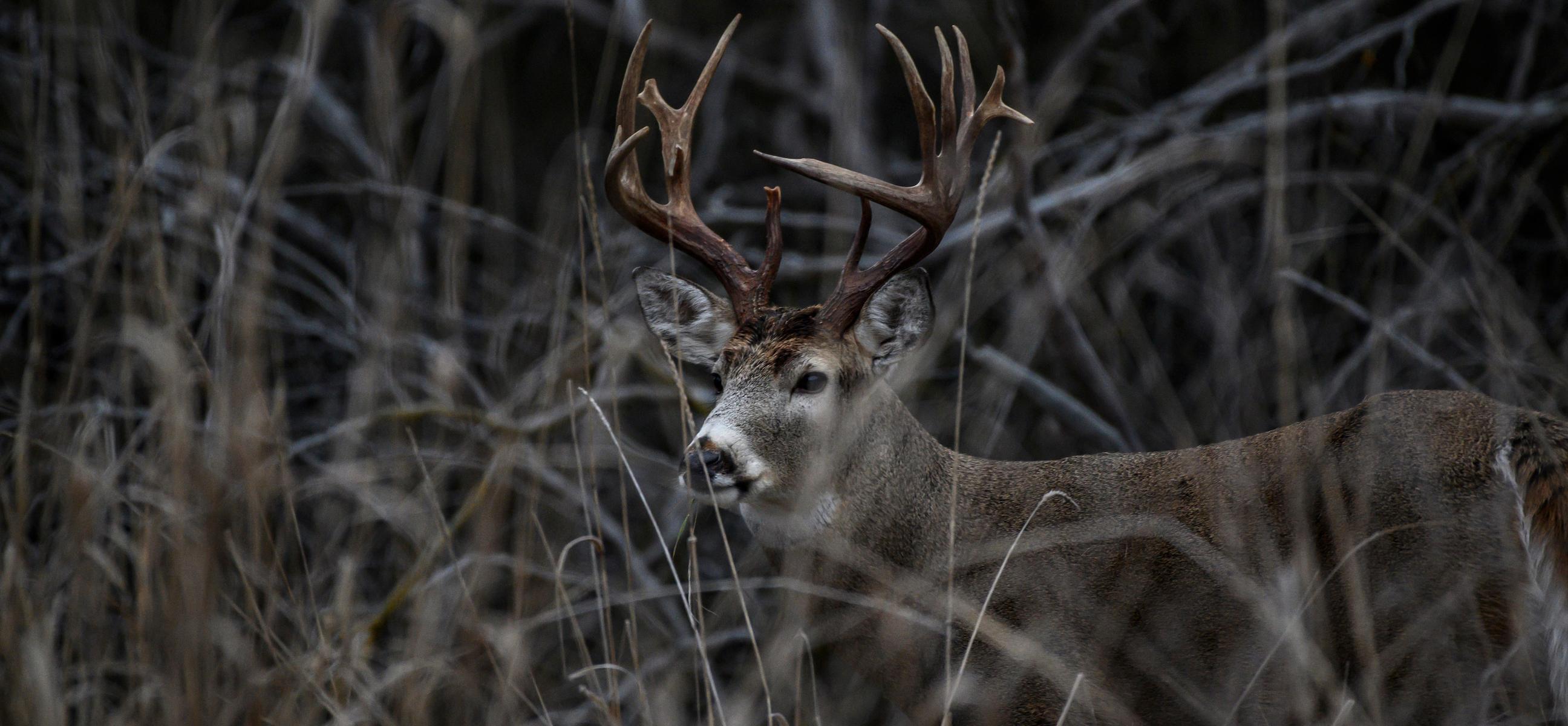 Mature Buck Tactics to Know About [Deer Dirt] - HuntStand