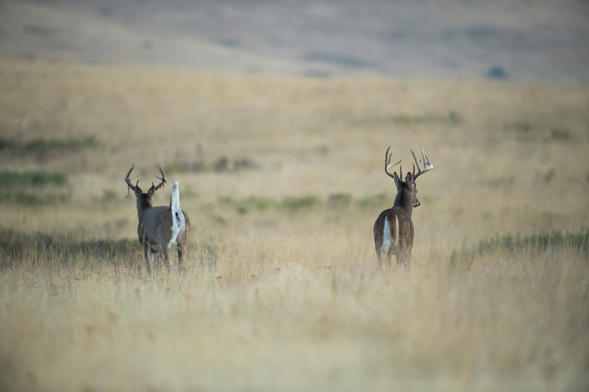 10 Deer Rattling Myths Hunters Should Know About - HuntStand