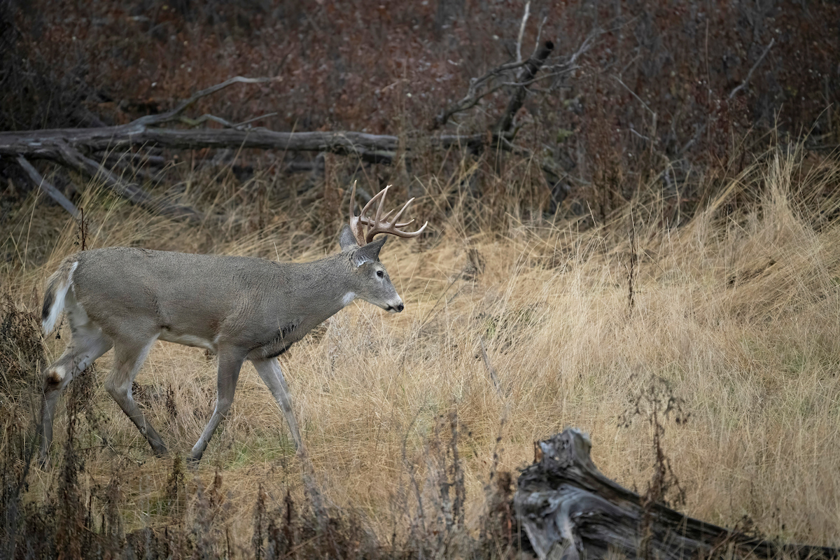 360 Cellular Trail Camera Technology Has Arrived - HuntStand