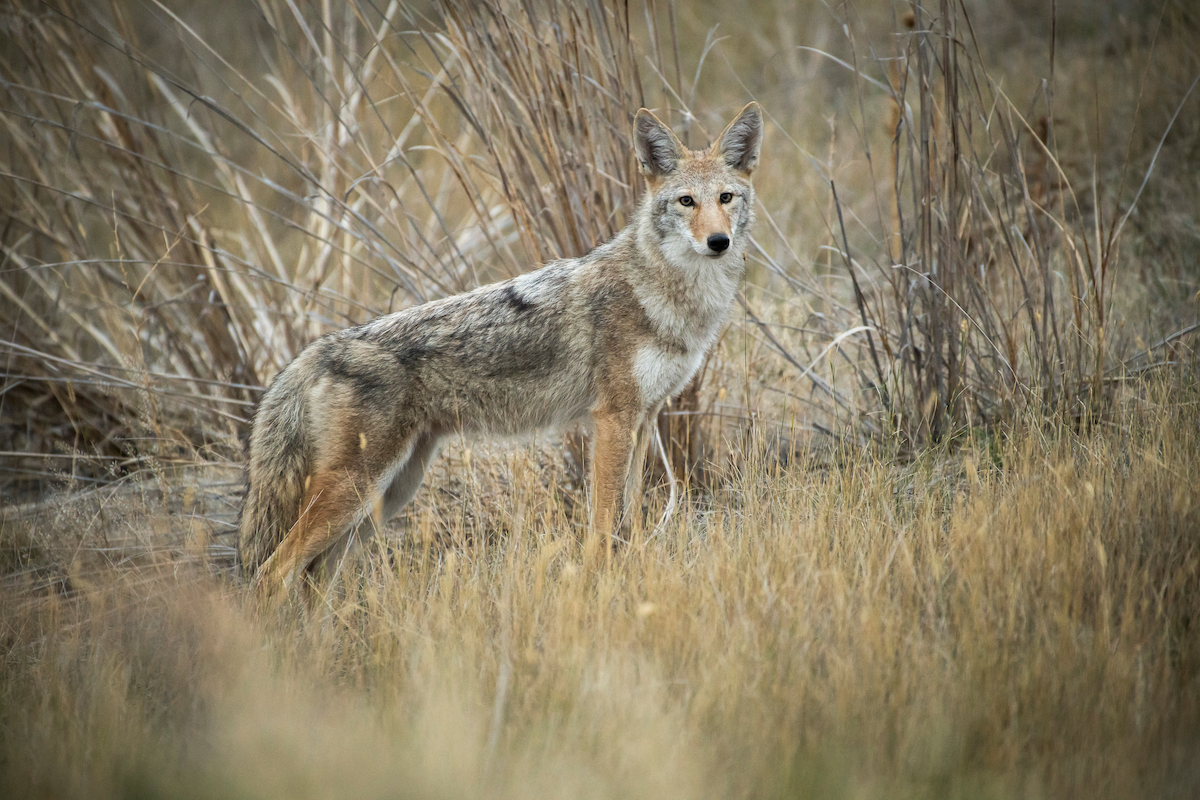 How to Hunt Coyotes [HuntClass] - HuntStand