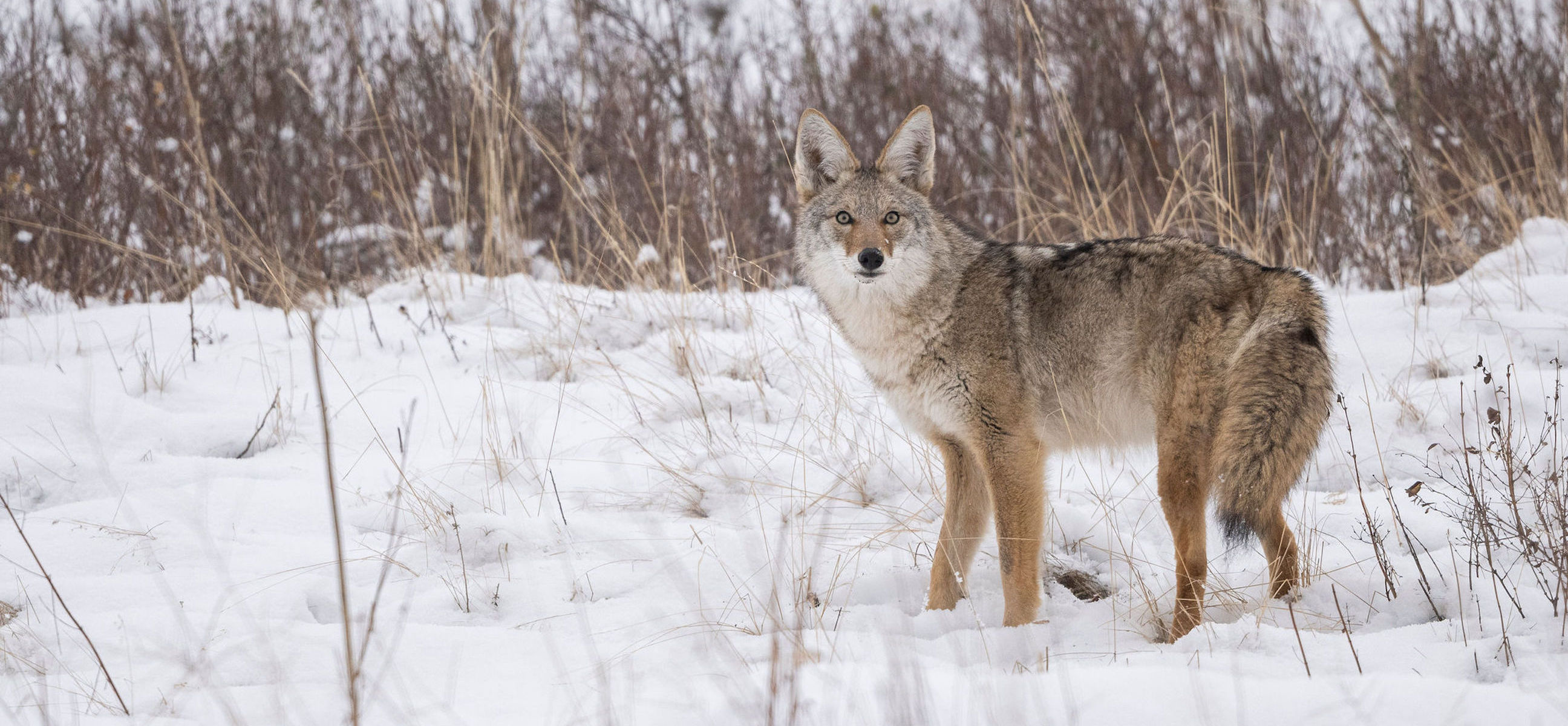 5 Ways to Outsmart Pressured Coyotes - HuntStand
