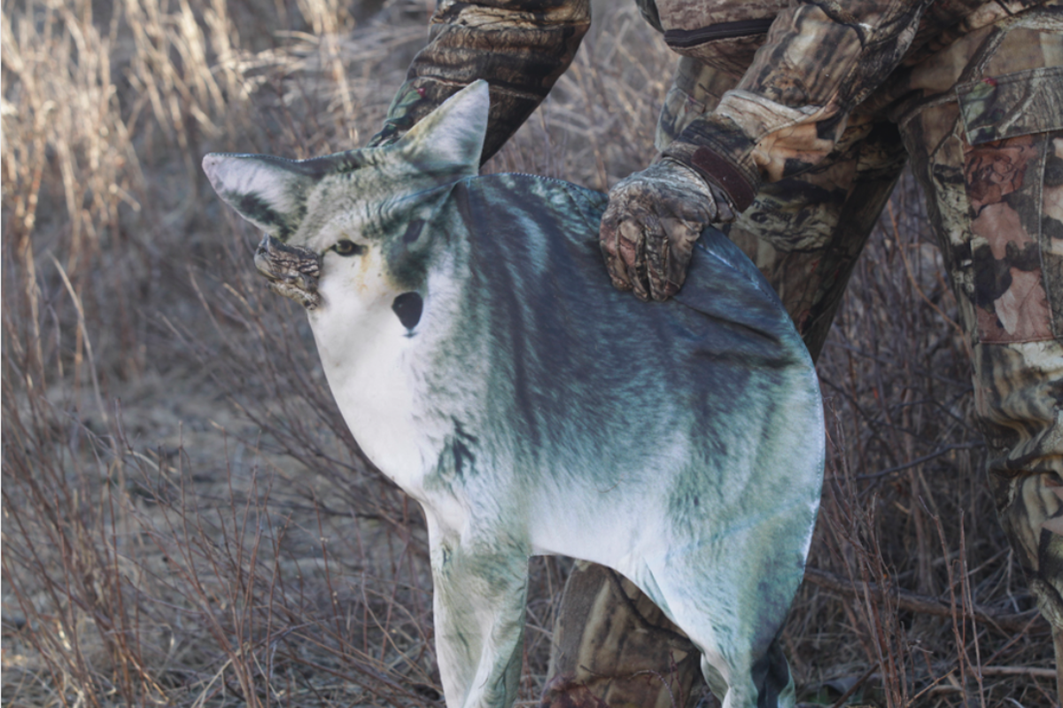 5 Ways to Outsmart Pressured Coyotes - HuntStand