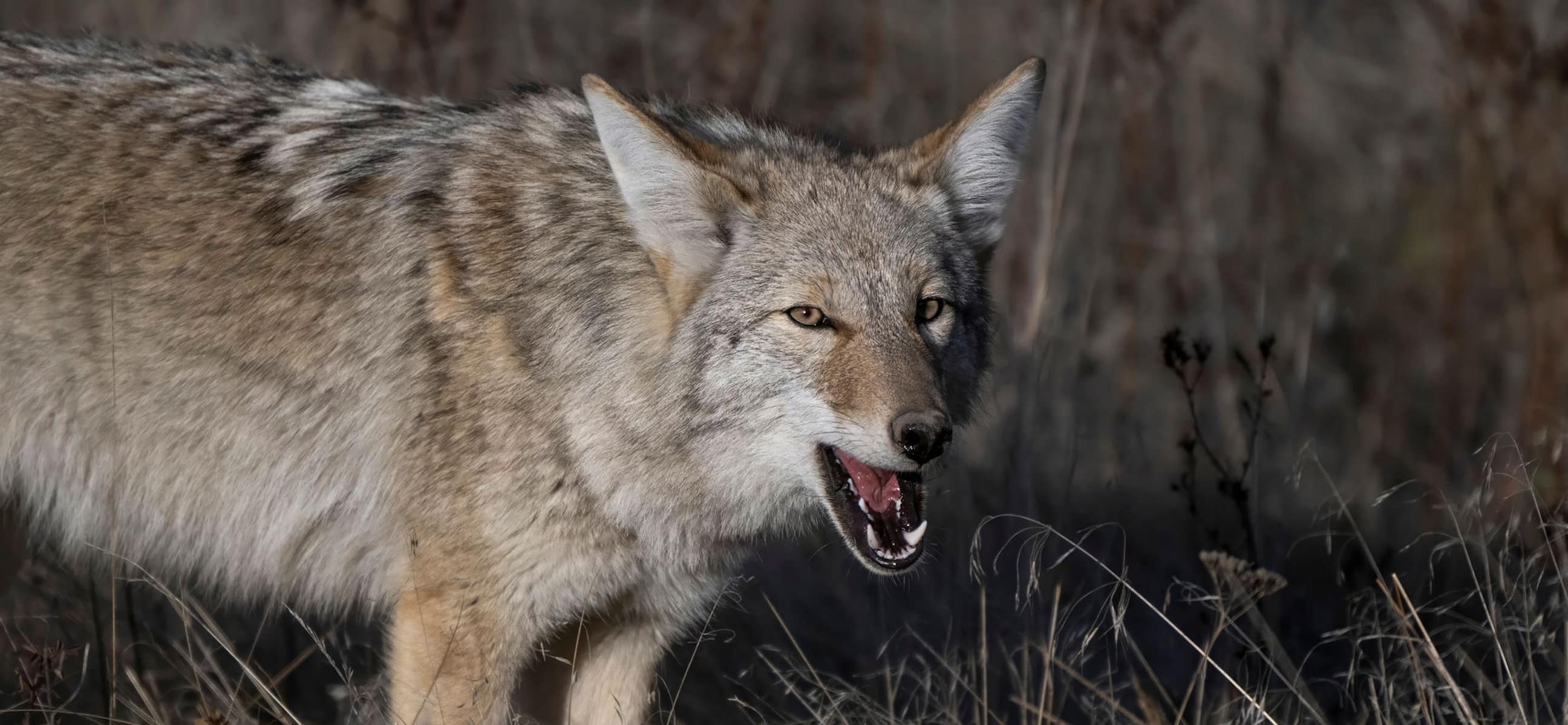 Howling for Coyotes: How to Hunt Coyotes During the Mating Season ...