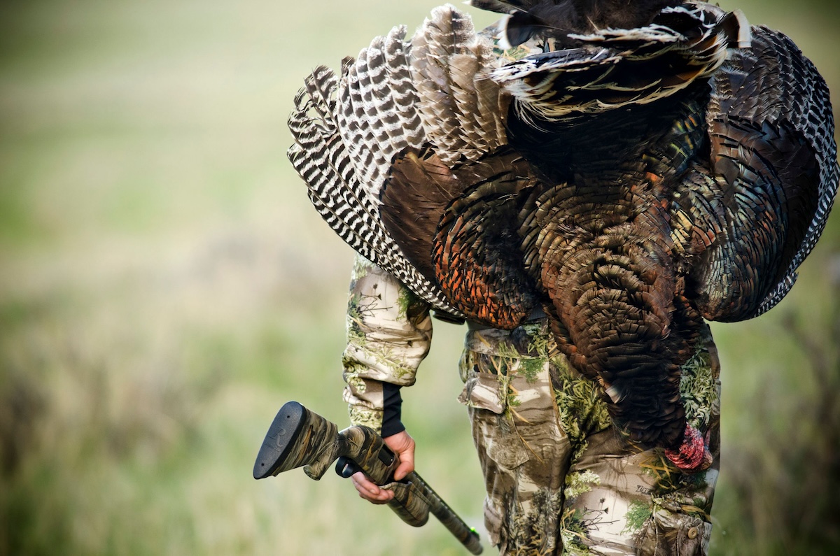 Your Guide to Western Big Game Draws: From Point Systems to ...