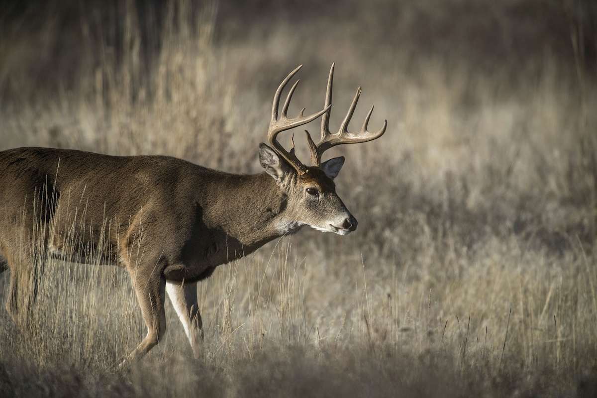 Your Guide to Western Big Game Draws: From Point Systems to ...
