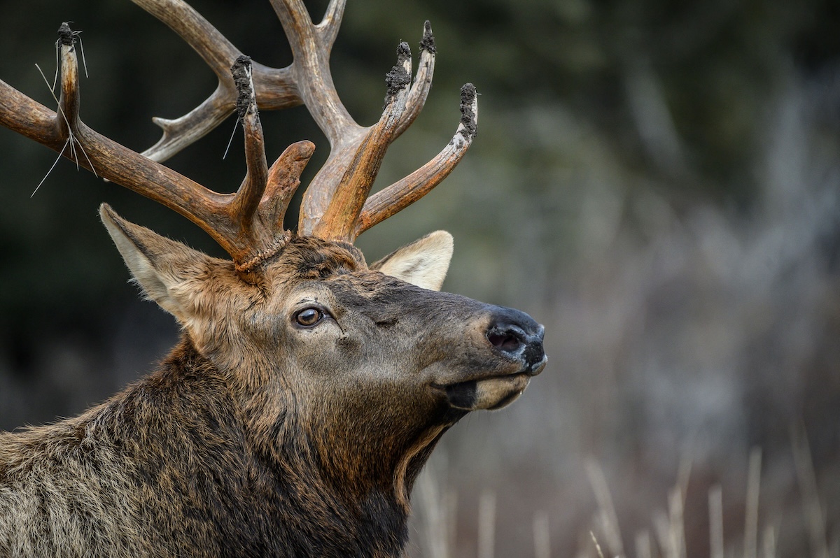Your Guide to Western Big Game Draws: From Point Systems to ...