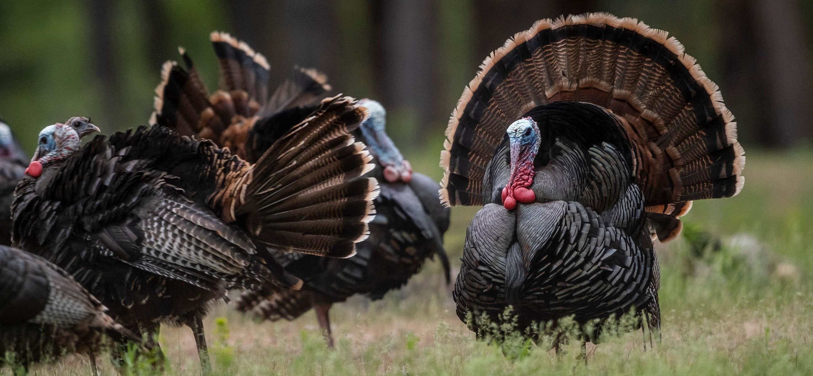 30 Ways HuntStand Pro Makes You a Better Turkey Hunter - HuntStand