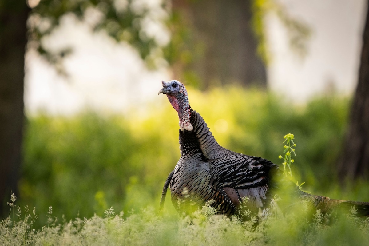 30 Ways HuntStand Pro Makes You a Better Turkey Hunter - HuntStand