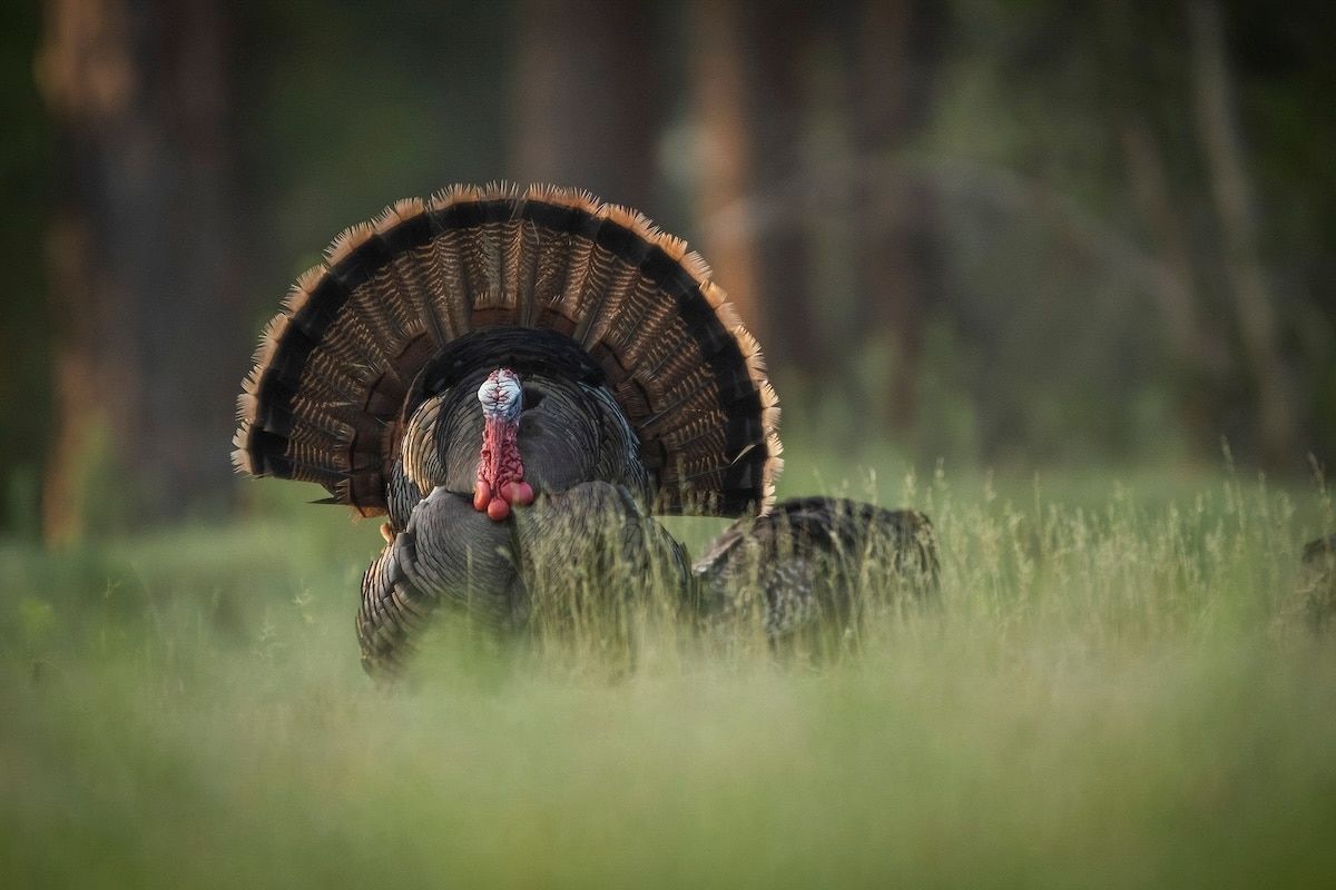 Best Times to Hunt Spring Turkeys