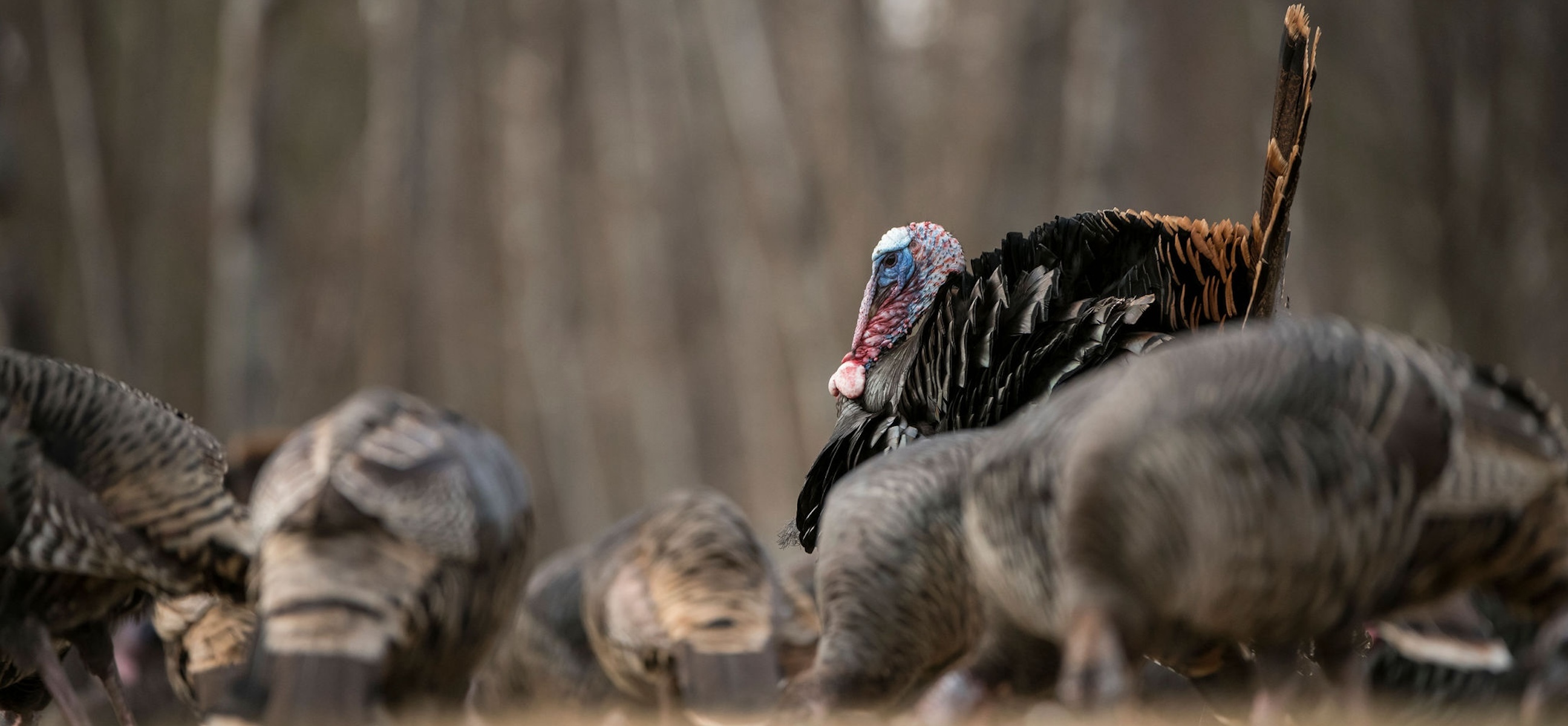 Gobbler Grades: The Best Turkey Hunting States in America - HuntStand