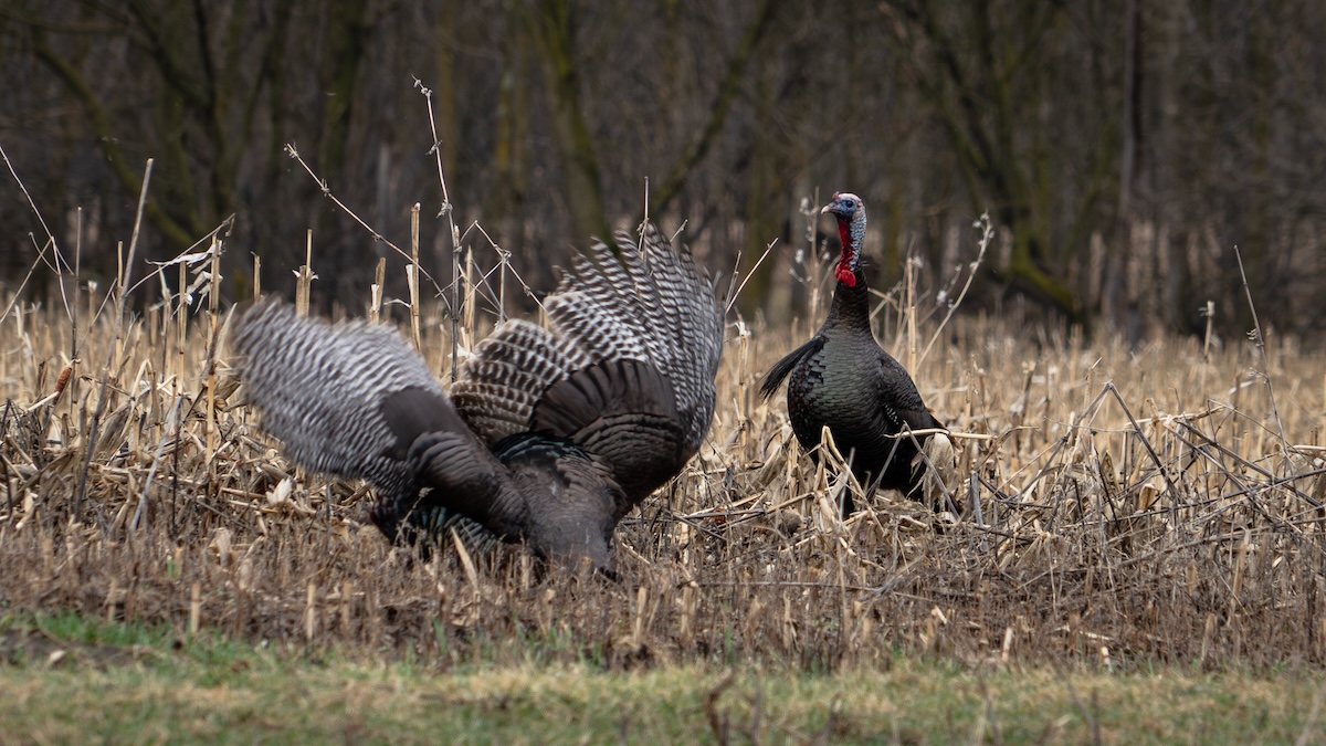 Gobbler Grades: The Best Turkey Hunting States in America - HuntStand