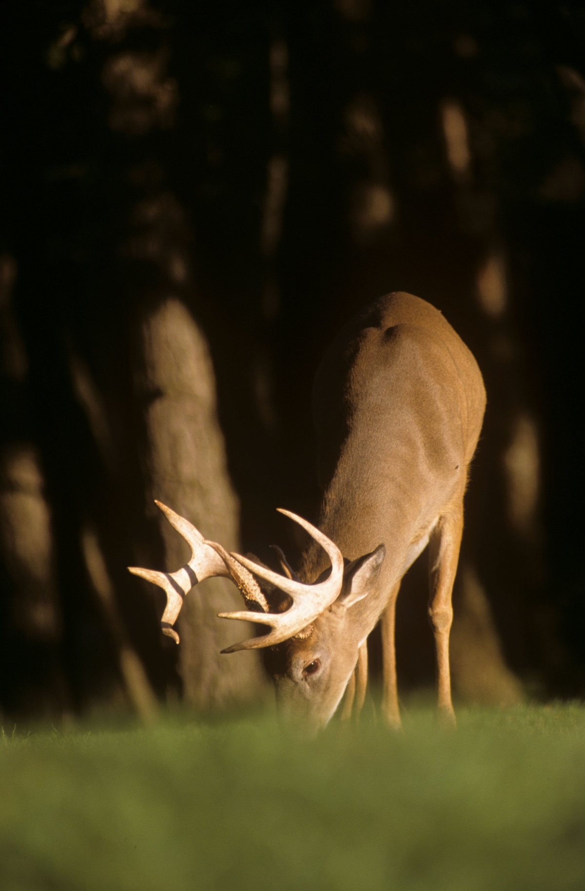 How to Plan and Plant the Best Food Plot for Deer - HuntStand