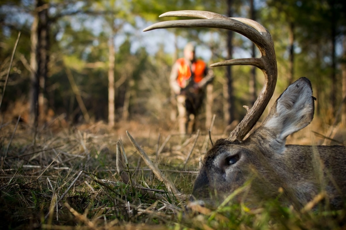 How to Plan and Plant the Best Food Plot for Deer - HuntStand