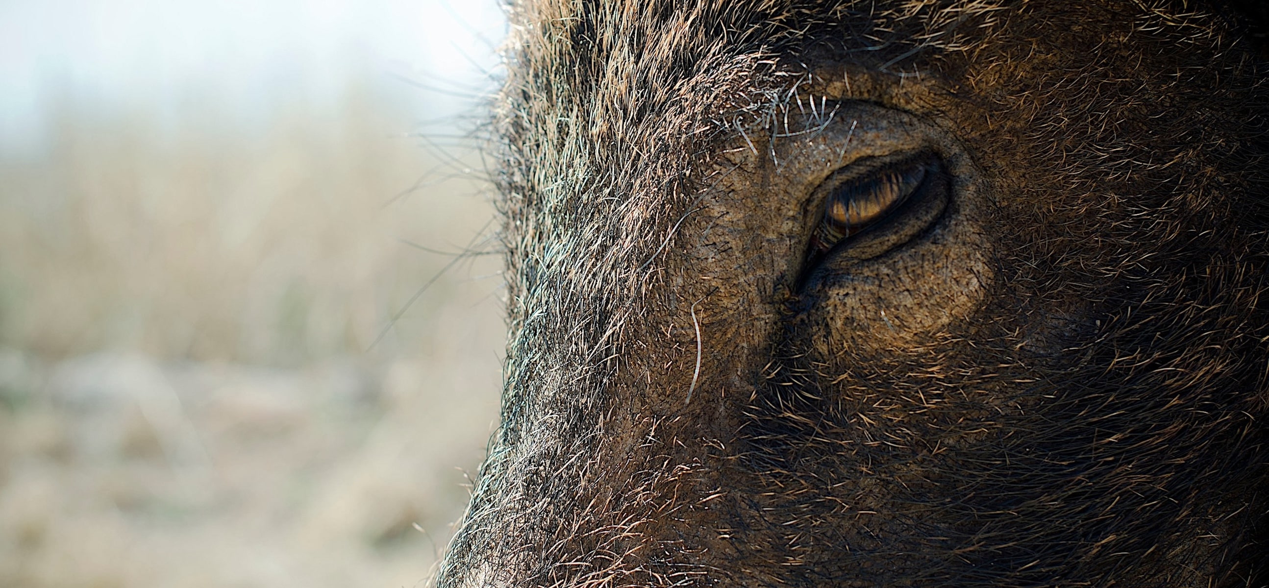 4 Public Land Hog Hunting Hotspots - HuntStand