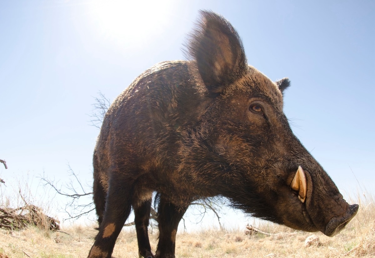 4 Public Land Hog Hunting Hotspots - HuntStand