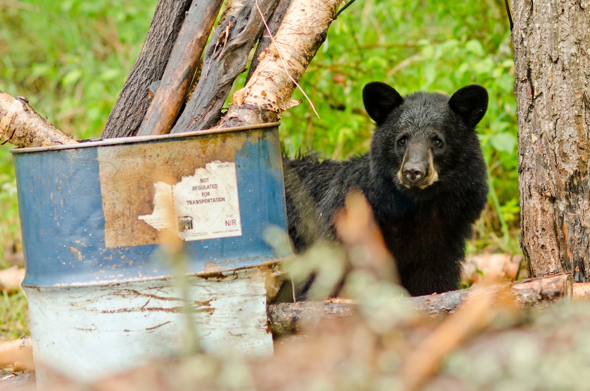 Spring Bear Hunting: How to Hunt Trophy-Class Black Bears - HuntStand