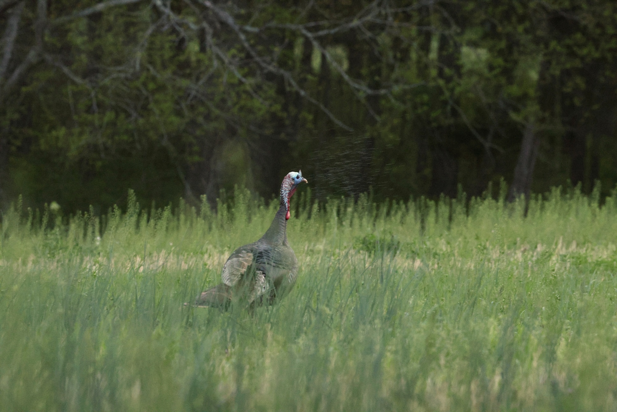 Photo Gallery: The Ultimate Spring Turkey Hunt - HuntStand