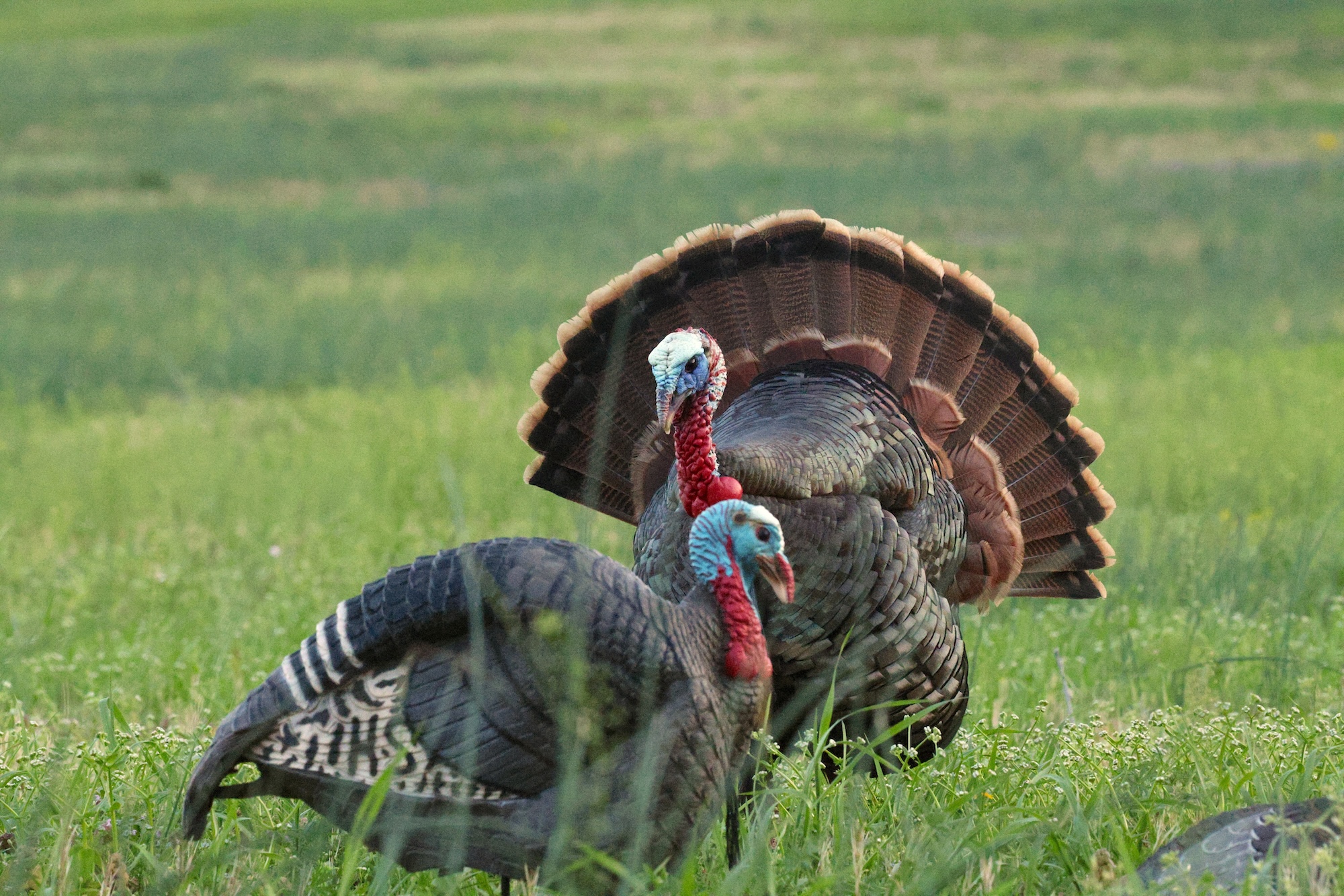 Photo Gallery: The Ultimate Spring Turkey Hunt - HuntStand
