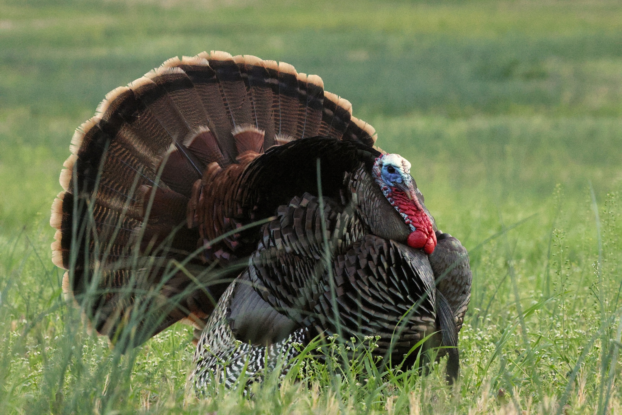 Photo Gallery: The Ultimate Spring Turkey Hunt - HuntStand