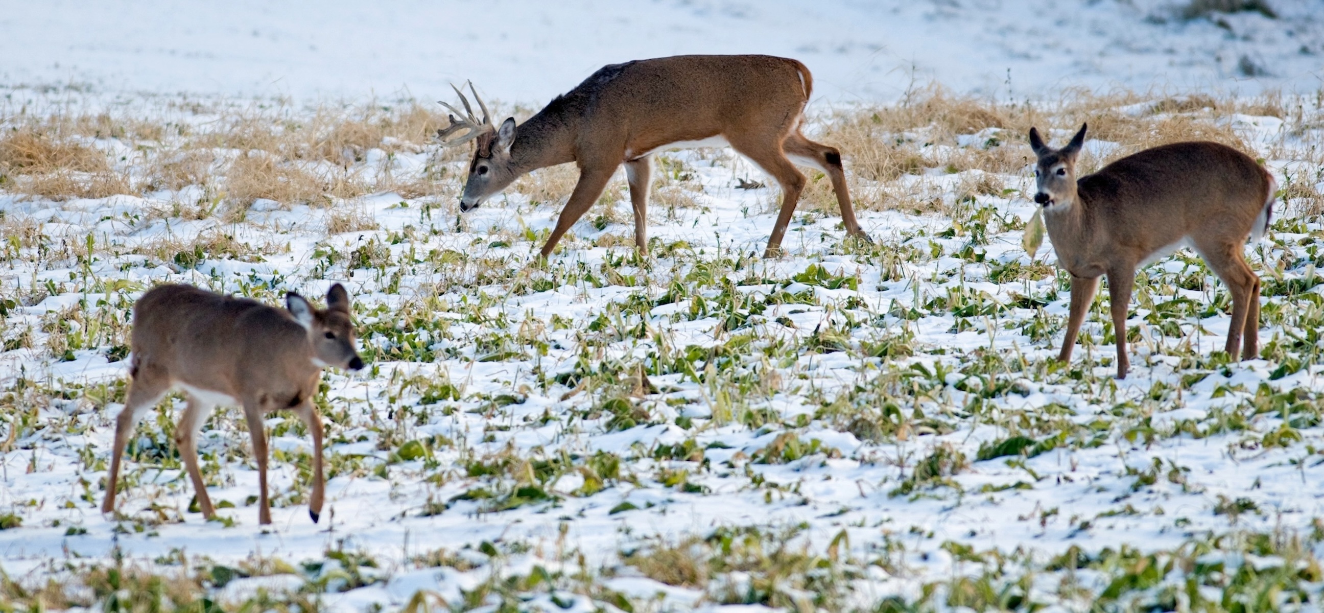 How to Plan and Plant the Best Food Plot for Deer - HuntStand